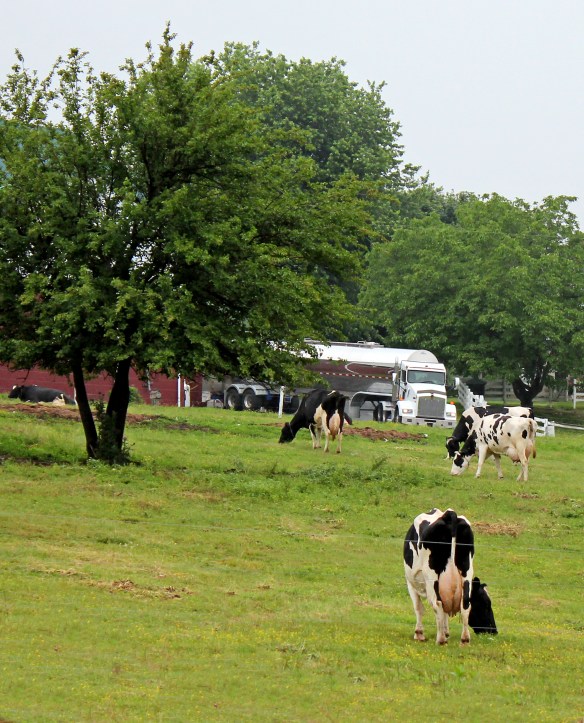 Dairy at a crossroads Part 2: Blinders off, seek help to navigate | Ag Moos