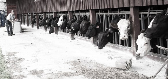 NY’s ESF Wagyu dispersal Sept. 22: Japan’s ‘national treasure’ brings ...